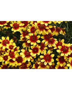 Coreopsis - Byliny - Rośliny