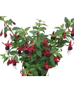 Fuchsia Shadow Dancer - Rośliny balkonowe i rabatowe - Rośliny