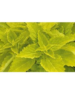 Coleus - Rośliny balkonowe i rabatowe - Rośliny