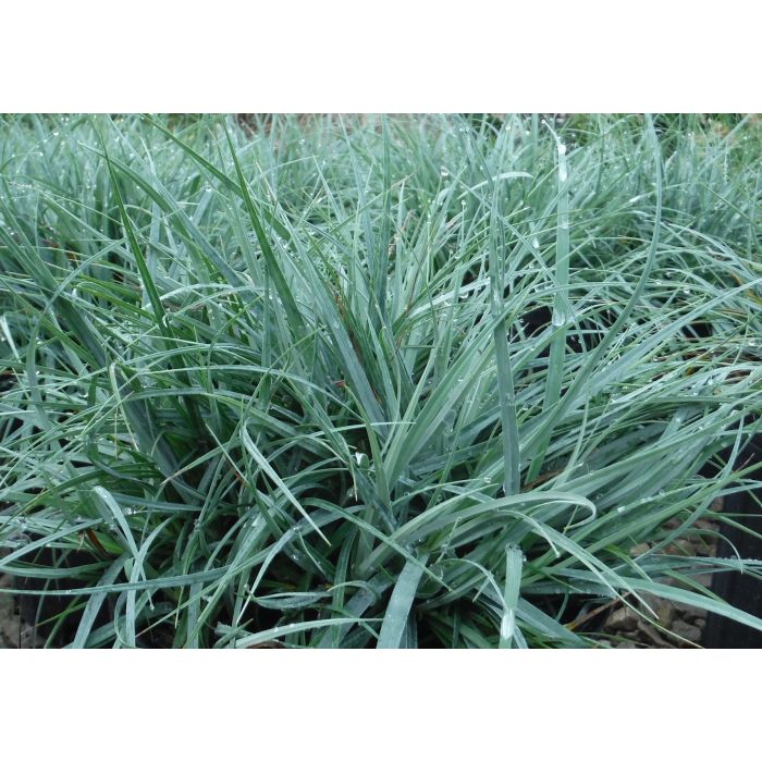Carex Blue Zinger