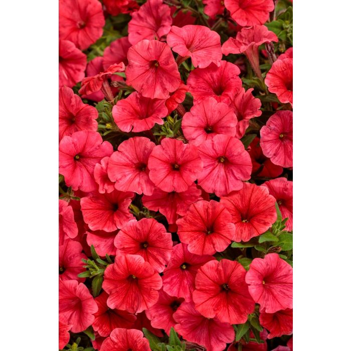 Supertunia MINI VISTA Coral