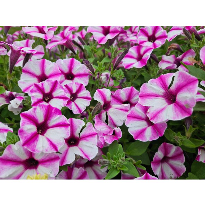 Supertunia VISTA Raspberry Star