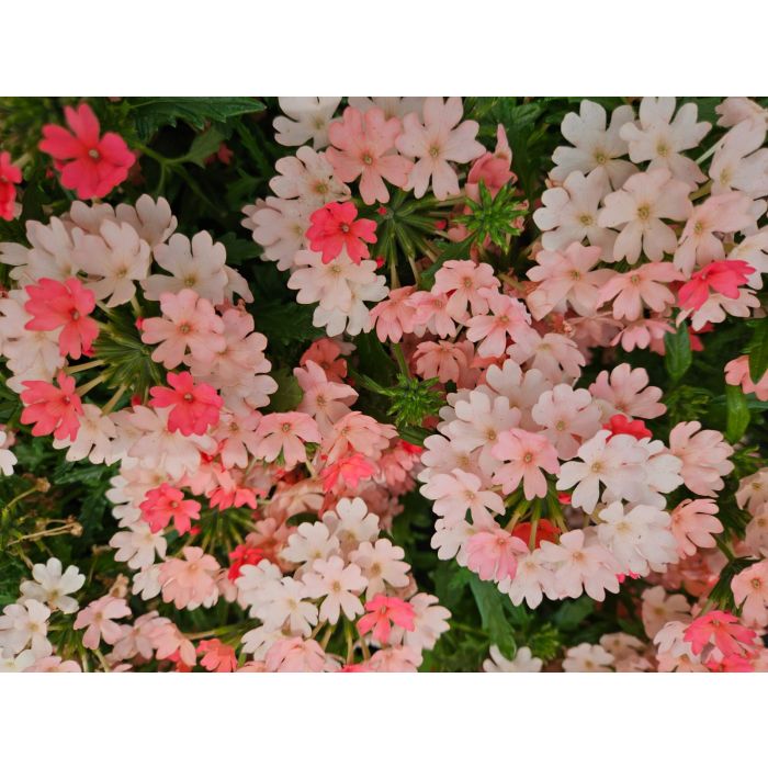 Verbena Vepita Peach 2025
