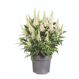 Buddleja Butterfly Candy Little White