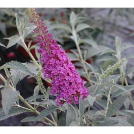 Buddleja Buzz Velvet 28