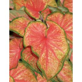 Caladium Chinook 12 cm