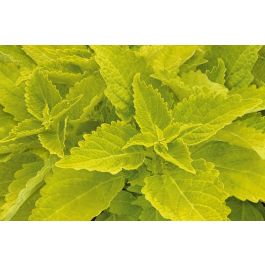 Coleus Lime Time