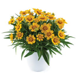 Coreopsis Solanna Bright Touch
