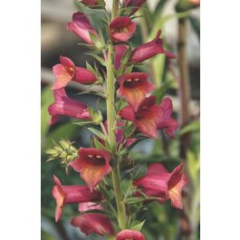 Digitalis Illumination Raspberry