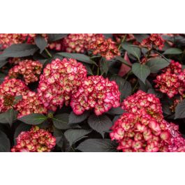 hydrangea macrophylla Eclipse 12cm