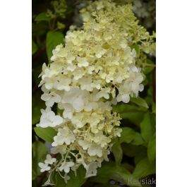 Hydrangea paniculata Hercules 12cm