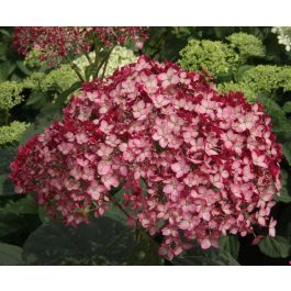 Hydrangea arborescens Ruby Annabelle 12 cm.