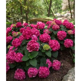 hydrangea macrophylla Endless Summer Summer Love 12 cm
