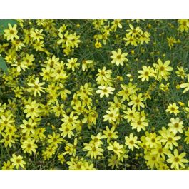 Coreopsis Moonbeam