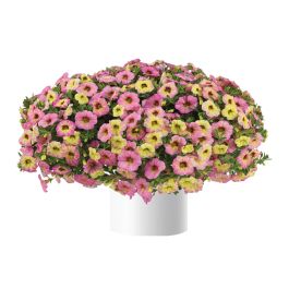 Calibrachoa OMBRE Pink