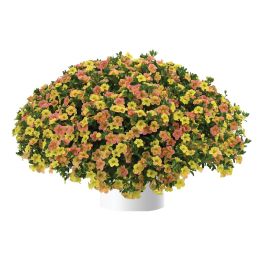 Calibrachoa OMBRE Yellow