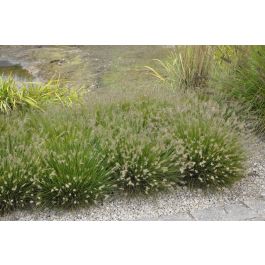 Pennisetum Little Bunny