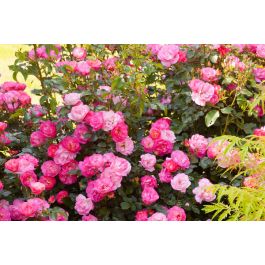 Rosa Easy Elegance Sunrise Sunset