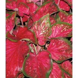 Caladium Scarlet Flame 12 cm