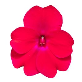 Sunpatiens Compact Rose Glow