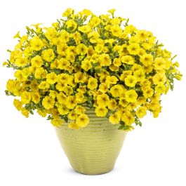 Supertunia MINI VISTA Yellow SS