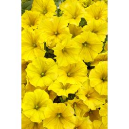 Supertunia MINI VISTA Yellow